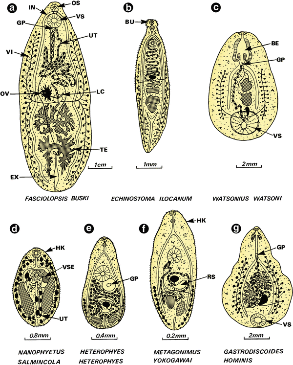 Digenea | SpringerLink