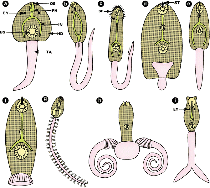 Digenea | SpringerLink