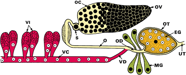 Digenea | SpringerLink