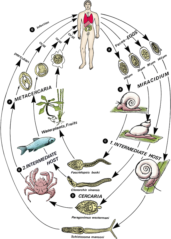 Digenea | SpringerLink