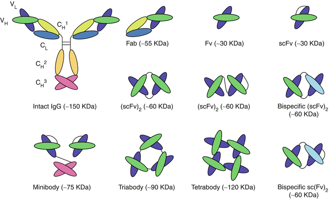 Diabody | SpringerLink