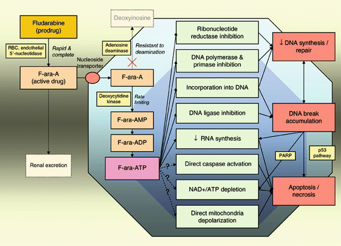 Fludarabine | SpringerLink