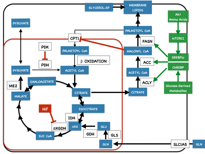 Metabolic Reprogramming | SpringerLink