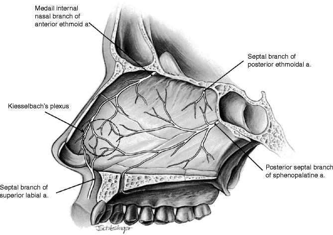 Surgical Anatomy of the Nose | SpringerLink