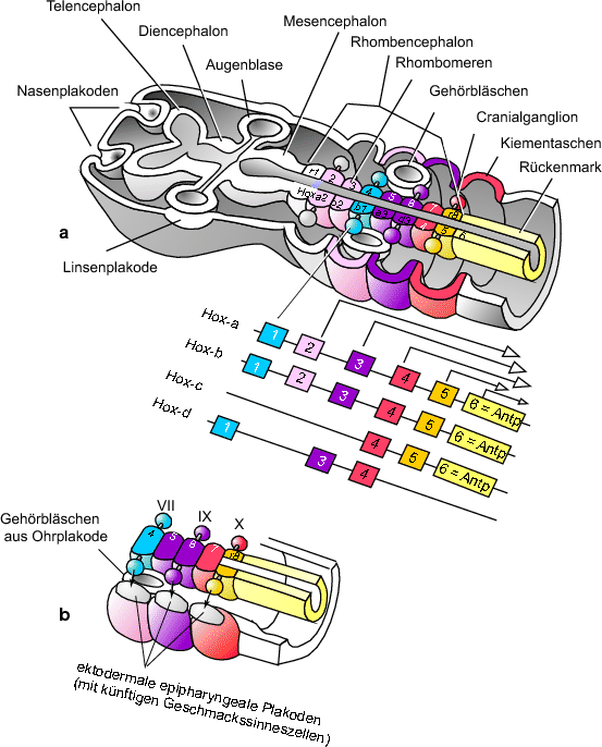 Das Nervensystem und zentrale Sinnesorgane | SpringerLink