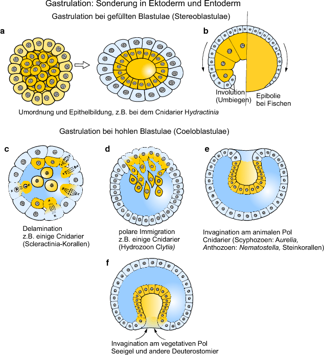 Etappen und Prinzipien der Entwicklung | SpringerLink