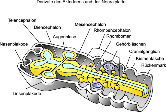 Die Embryonalentwicklung des Menschen | SpringerLink