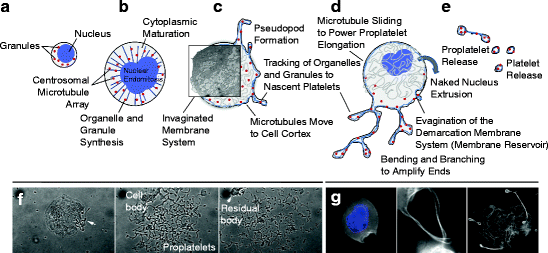 Platelets: Production, Morphology and Ultrastructure | SpringerLink