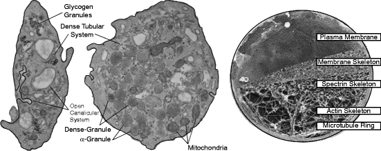 Platelets: Production, Morphology and Ultrastructure | SpringerLink