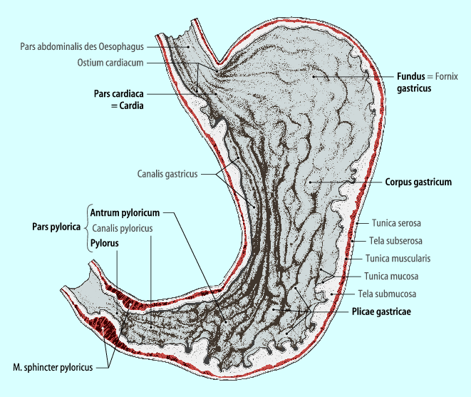 Anatomie und Physiologie des Gastrointestinaltraktes | SpringerLink