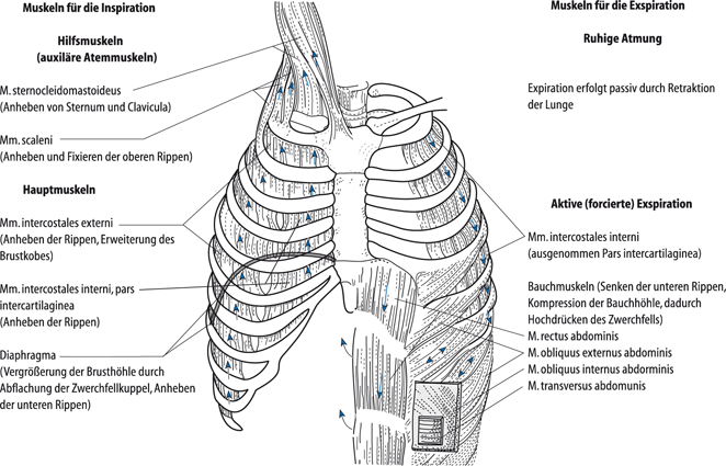 Anatomie der Atmungsorgane | SpringerLink