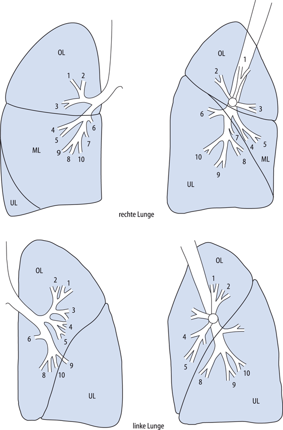 Anatomie der Atmungsorgane | SpringerLink