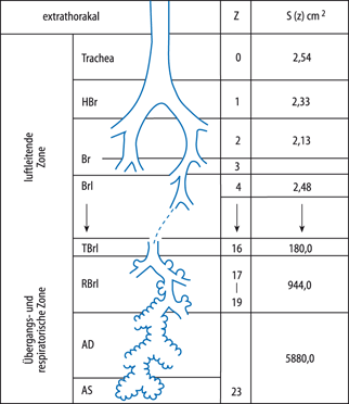 Anatomie der Atmungsorgane | SpringerLink
