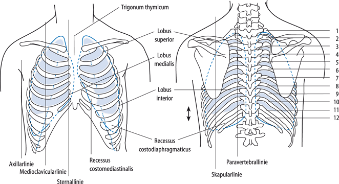 Anatomie der Atmungsorgane | SpringerLink