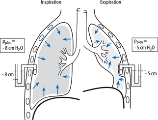 Physiologie der Atmung | SpringerLink