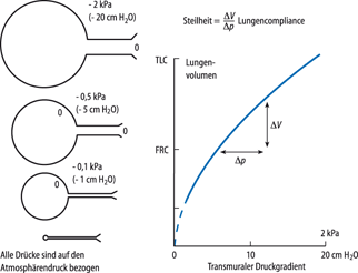 Physiologie der Atmung | SpringerLink