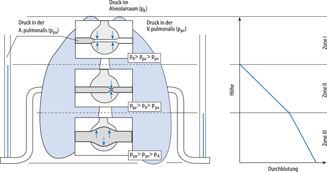 Physiologie der Atmung | SpringerLink