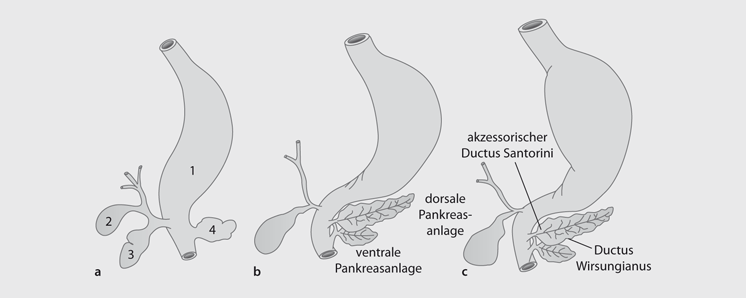 Chirurgie des Pankreas | SpringerLink