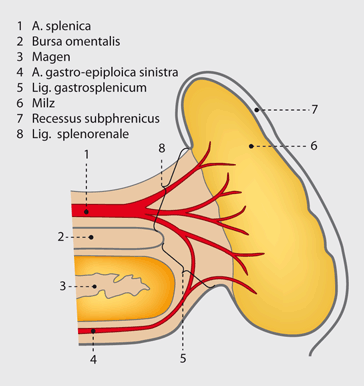 Chirurgische Erkrankungen der Milz | SpringerLink