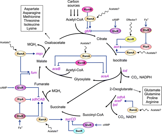 TCA Cycle and Glyoxylate Shunt of Corynebacterium glutamicum | SpringerLink