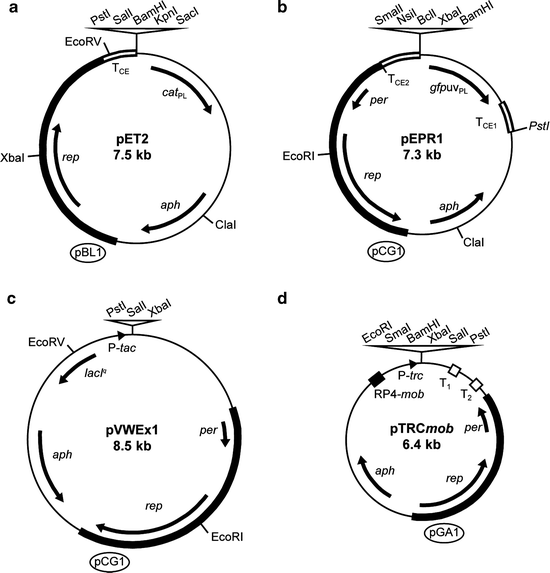 Promoters and Plasmid Vectors of Corynebacterium glutamicum | SpringerLink