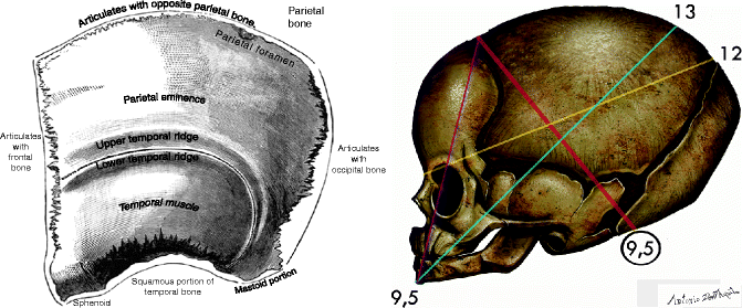 Asynclitism: Clinical and Intrapartum Diagnosis in Labor | SpringerLink