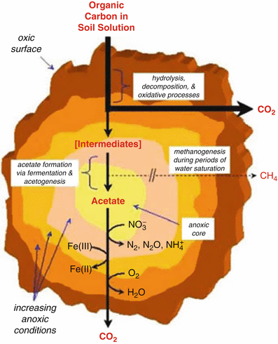 Acetogenic Prokaryotes | SpringerLink