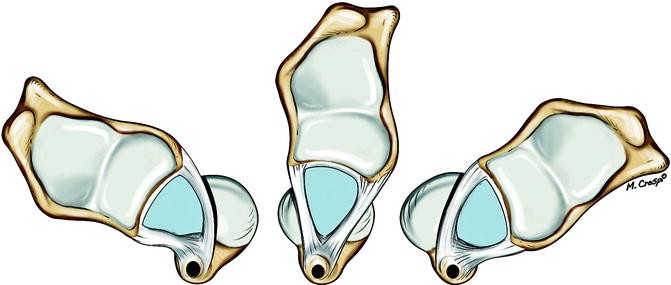 Anatomy and Biomechanics of the Distal Radioulnar Joint (DRUJ ...