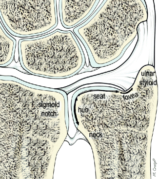 Anatomy and Biomechanics of the Distal Radioulnar Joint (DRUJ ...