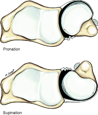 Anatomy and Biomechanics of the Distal Radioulnar Joint (DRUJ ...