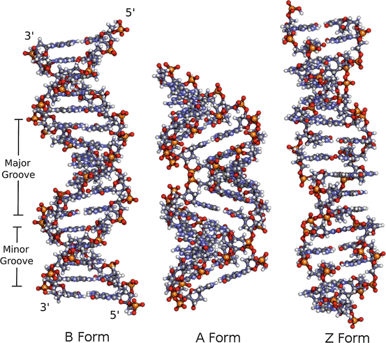 Properties of DNA | SpringerLink