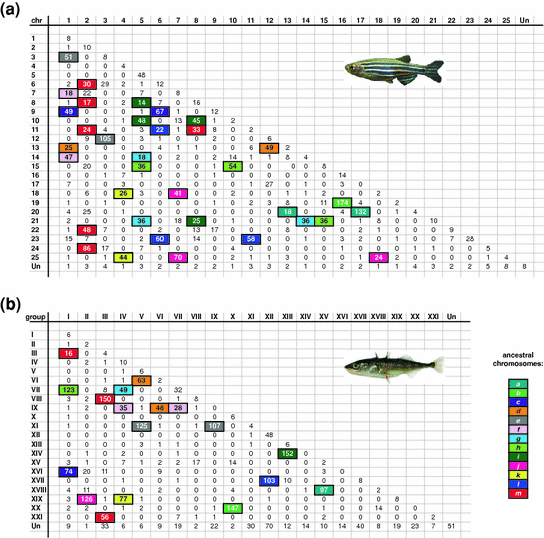 Polyploidy in Fish and the Teleost Genome Duplication | SpringerLink