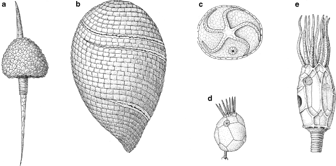Entfaltung der Organismen in der Erdgeschichte | SpringerLink