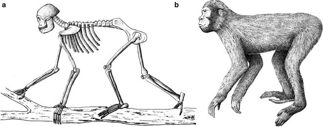 Evolution des Menschen und seiner nächsten Verwandten, der nicht ...