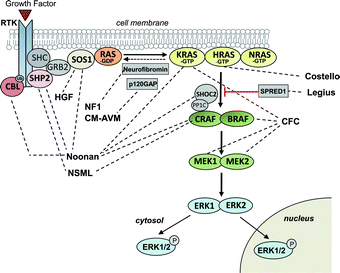 The RASopathies: Syndromes of Ras/MAPK Pathway Dysregulation | SpringerLink