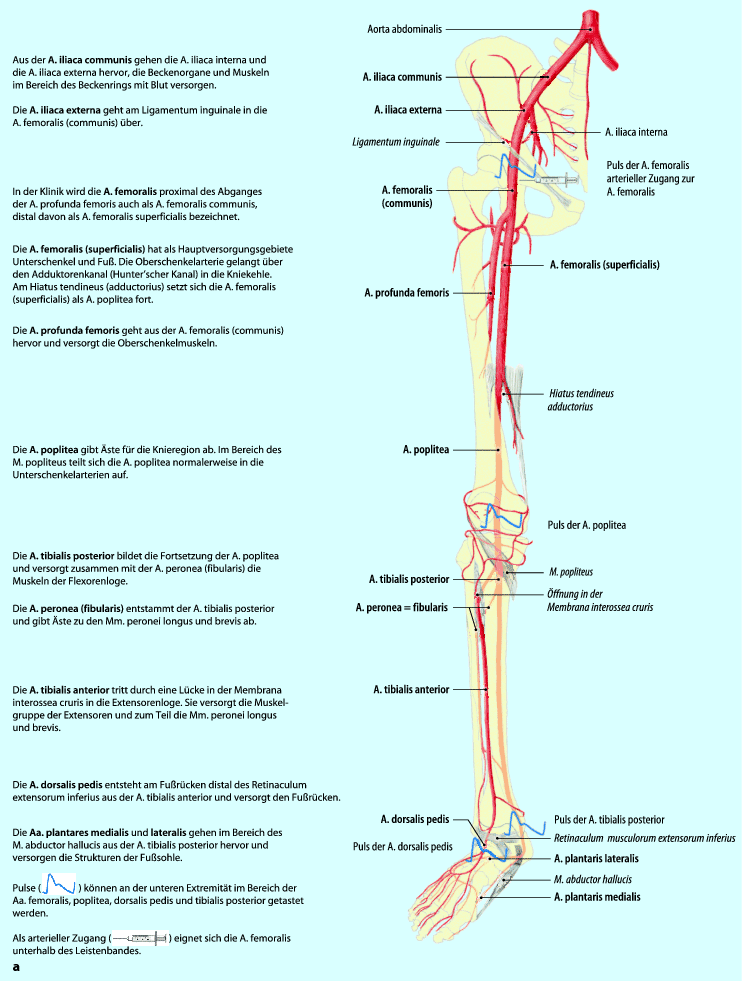 Arterielle Interventionen | SpringerLink