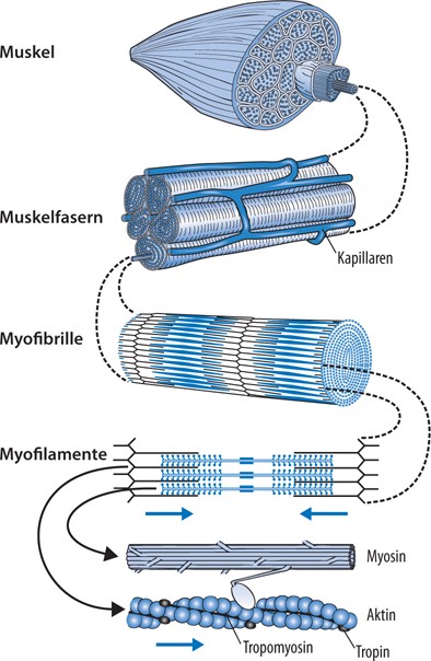 M | SpringerLink