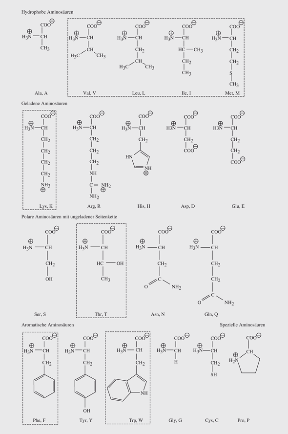 Aminosäuren, Peptide, Proteine, Nucleinsäuren | SpringerLink
