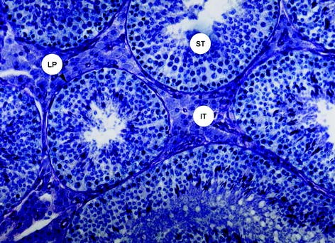 The Boar Reproductive System | SpringerLink