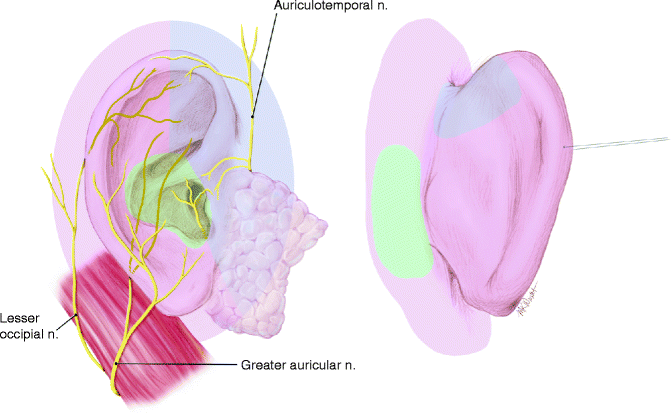 Anatomy of the External Ear | SpringerLink