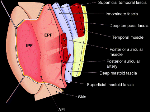 Anatomy, History, and Utility of the Posterior Auricular Fascia in ...