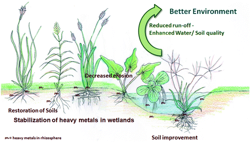 Use of Wetland Plants in Bioaccumulation of Heavy Metals | SpringerLink