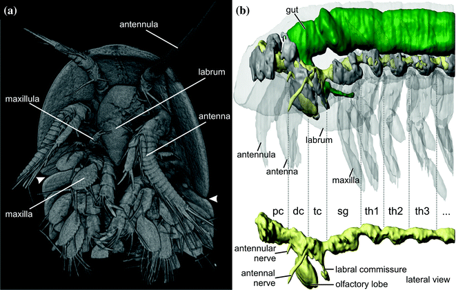 The Arthropod Head | SpringerLink