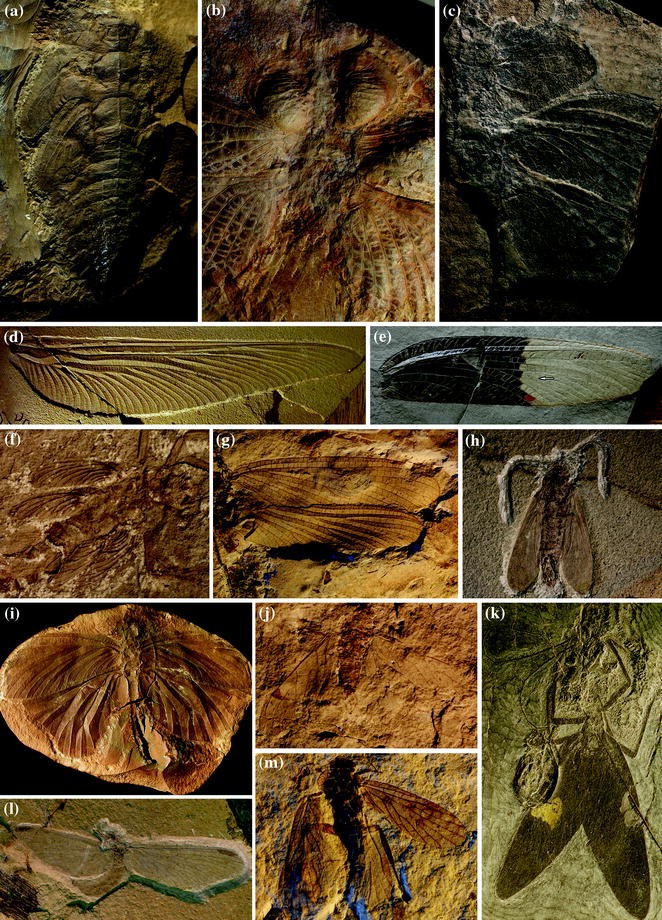 Insect Wings: The Evolutionary Development of Nature’s First Flyers ...