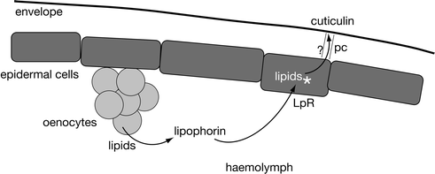 The Arthropod Cuticle | SpringerLink