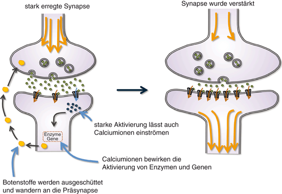 Der Nervenimpuls | SpringerLink
