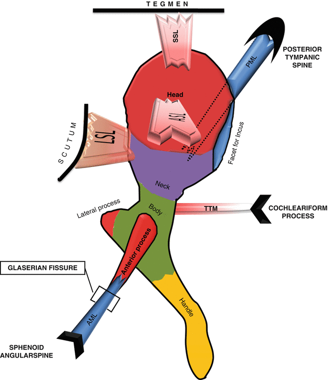 Middle Ear Contents | SpringerLink