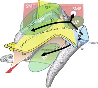 Middle Ear Compartments | SpringerLink