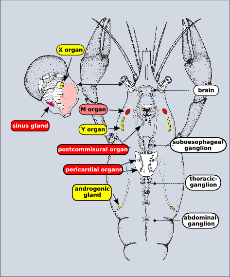 Organe des Hormonsystems | SpringerLink