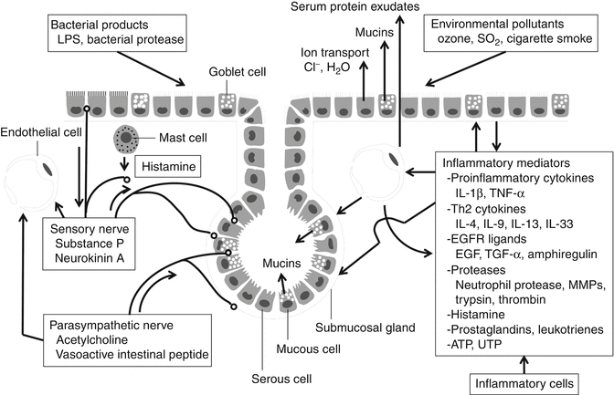 Mucus, Goblet Cell, Submucosal Gland | SpringerLink